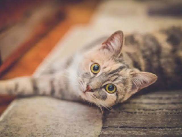 Kucing Dipercaya Memiliki 9 Nyawa? Simak Penjelasannya Kucing Dipercaya Memiliki 9 Nyawa? Simak Penjelasannya